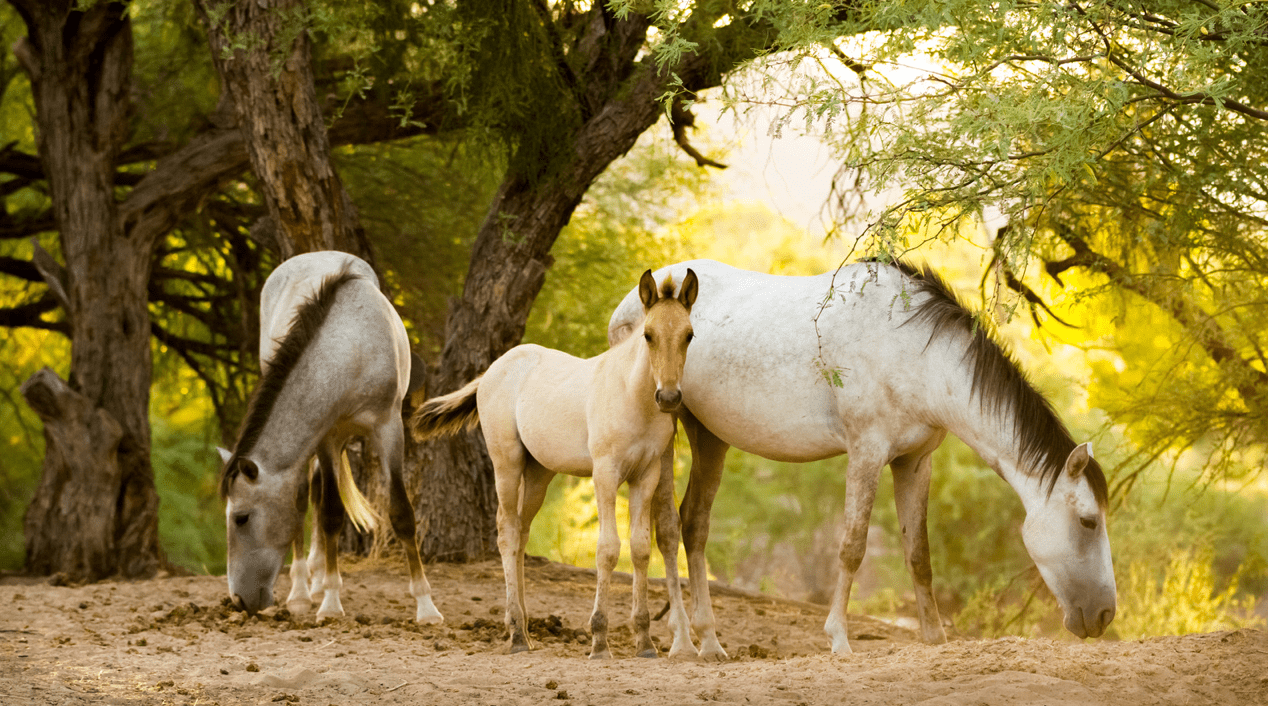 Bem-estar de cavalos ⋆ Bem Estar Animal